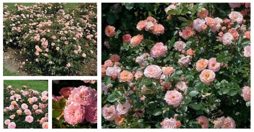 Apricot Drift® Groundcover Rose 1 Starter Live Plant TLMAGIC - Etsy