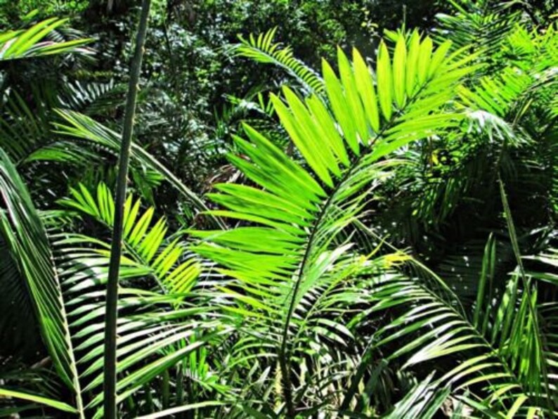 10 Seeds Rattan Palm Calamus Adspersus Thai Handicrafts - Etsy