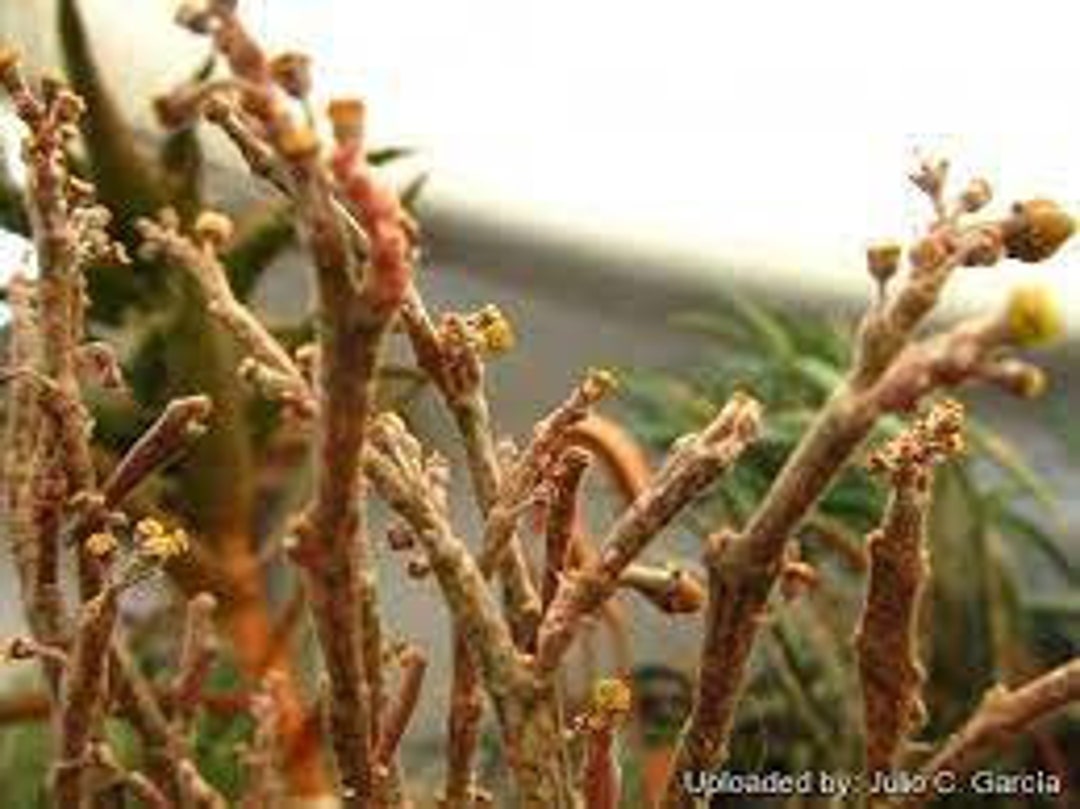 Exotic Rare Succulent Cactus Caudex Cacti Seed TLMAGIC - Etsy