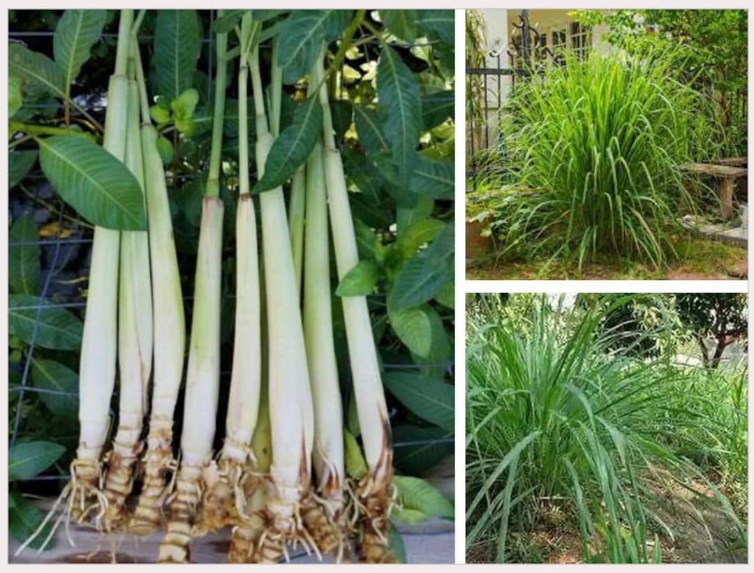 Fresh Rooted Lemongrass, Live Plant Ready to Pot and Soil in Garden ...