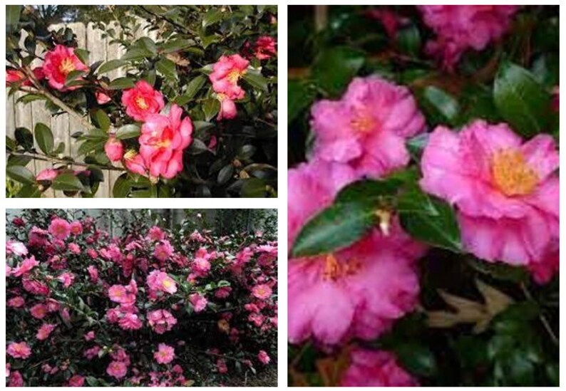 Shishi Gashira Camellia Sasanqua - 1 Live Plant - TLMAGIC - Etsy