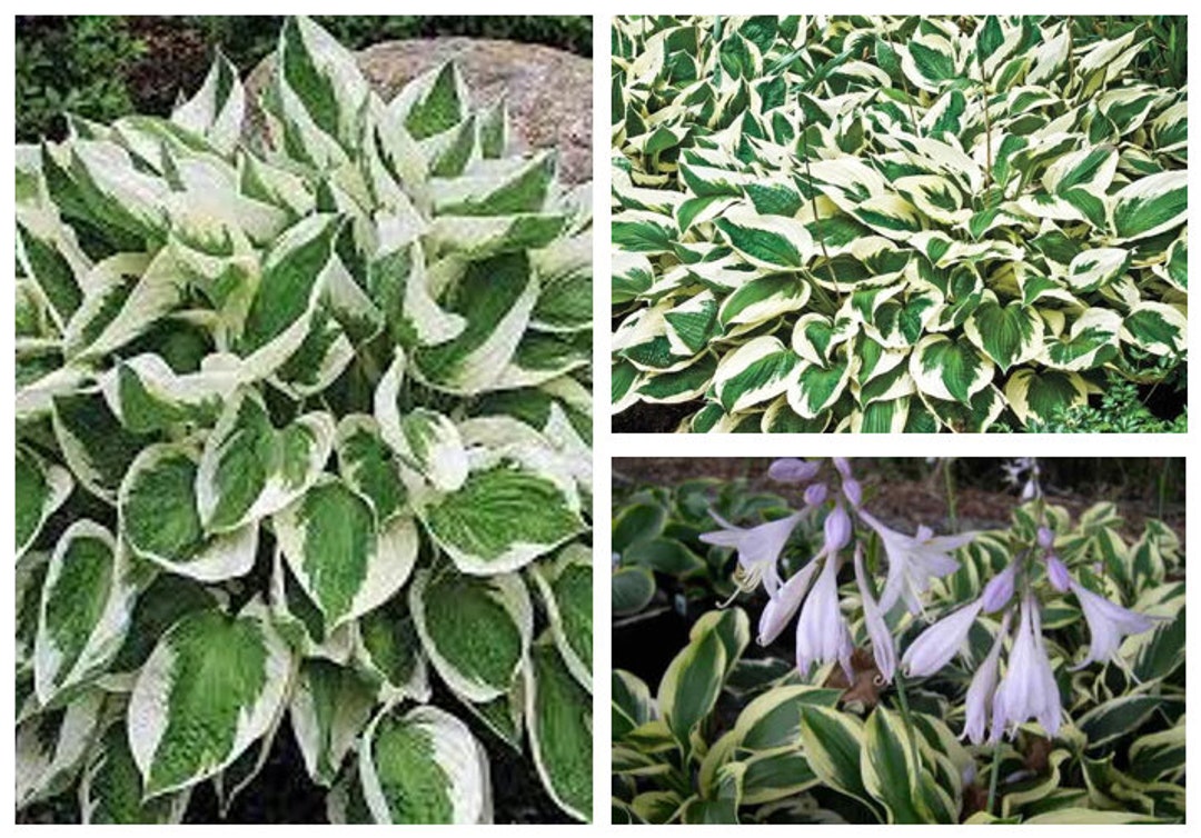1 Live Plant Patriot Variegated Hosta - Starter Plant ( 4in ) - TLMAGIC ...