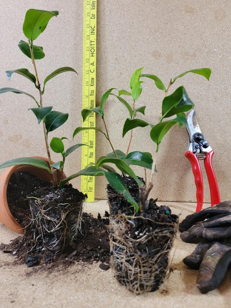 1 Plant Lady Vansittart Camellia Japonica TLMAGIC - Etsy