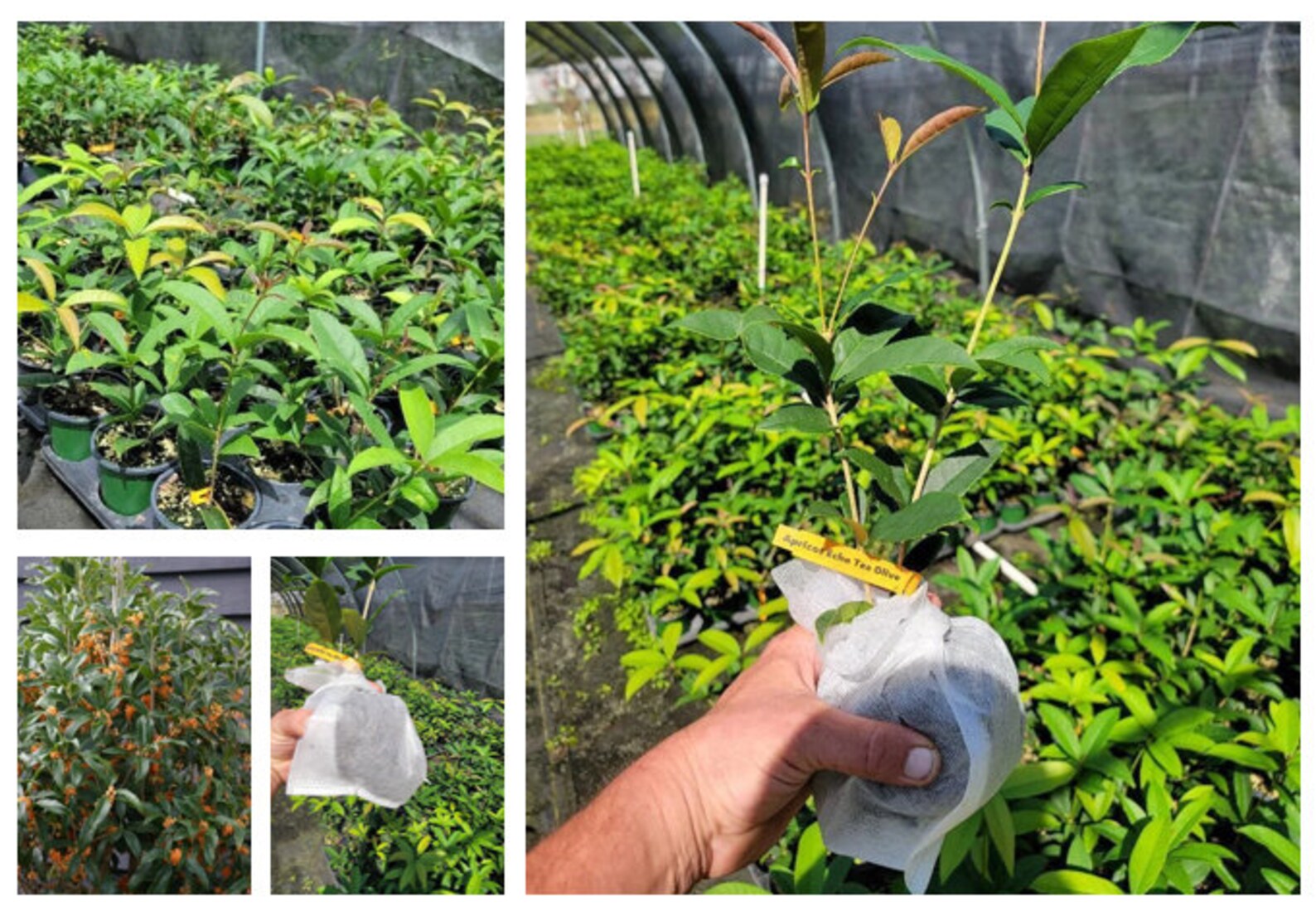 Apricot Echo Orange Tea Olive - 1 Live Plant - TLMAGIC - Etsy