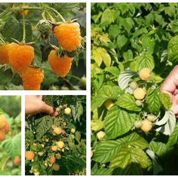 Raspberry Decor - Etsy