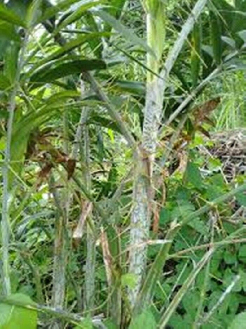 10 Seeds Rattan Palm Calamus Adspersus Thai Handicrafts - Etsy