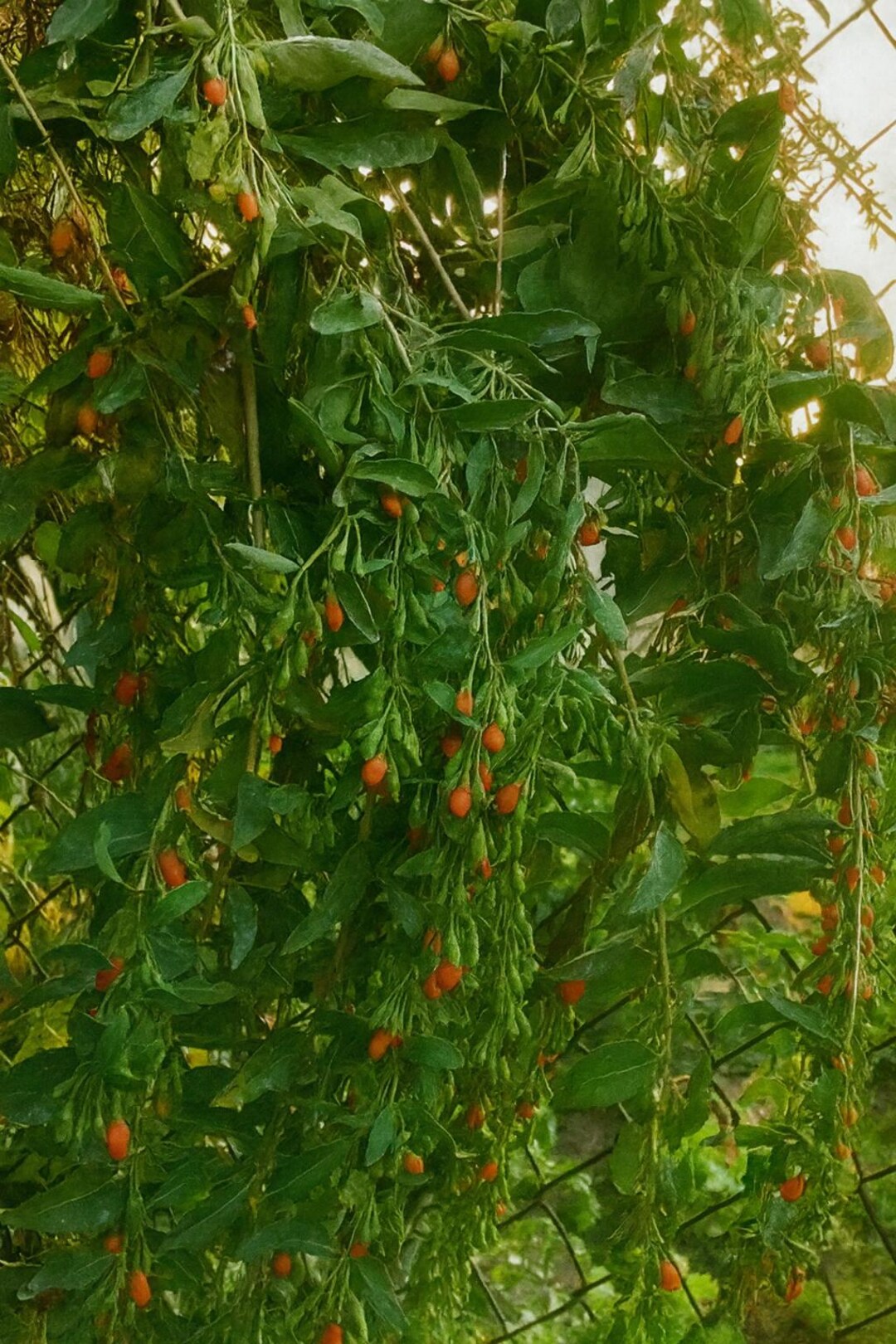 Goji Berry Live Plant Cutting With Pot - TLMAGIC - Etsy