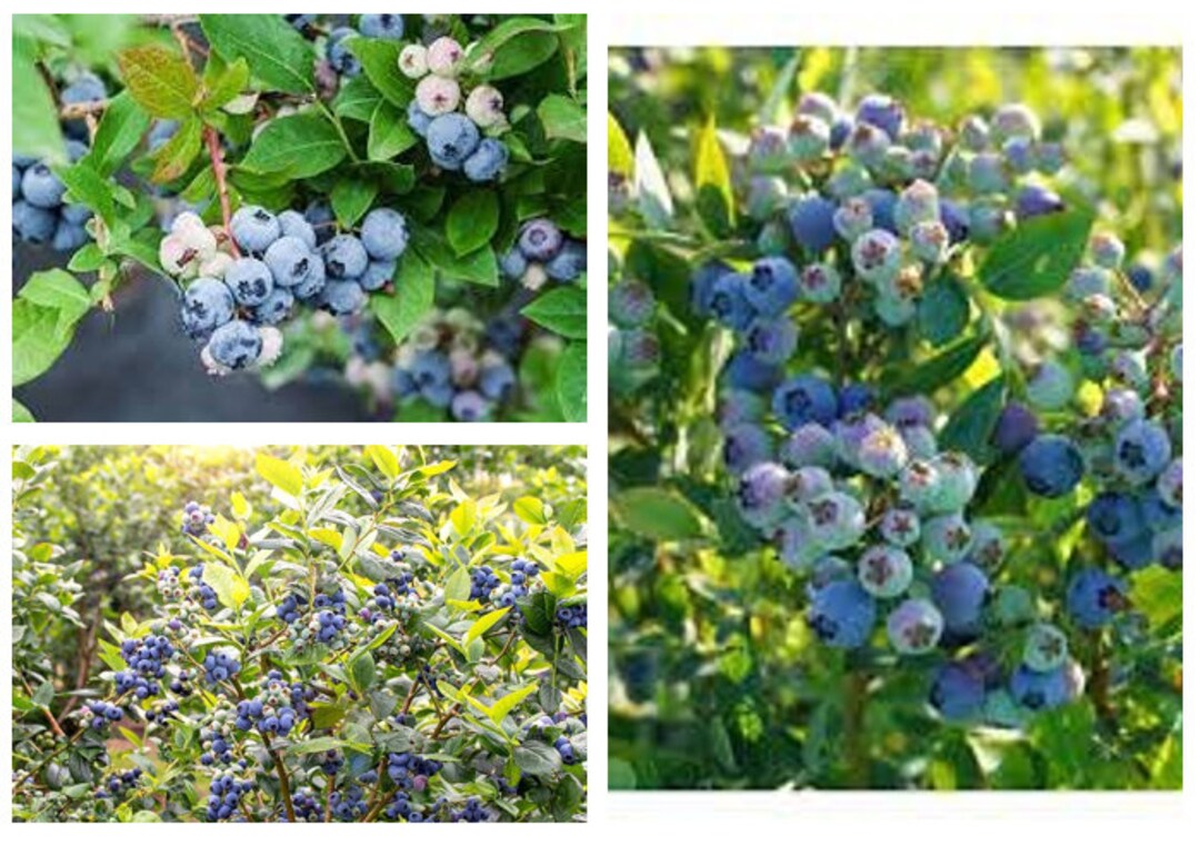 Mini Blues Blueberry Bush - 1 Live Plant- TLMAGIC - Etsy