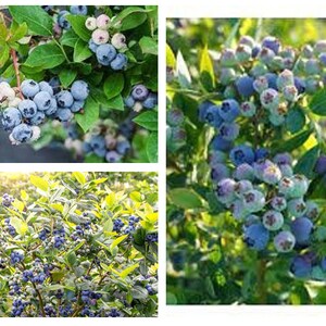 Mini Blues Blueberry Bush - 1 Live Plant- TLMAGIC - Etsy