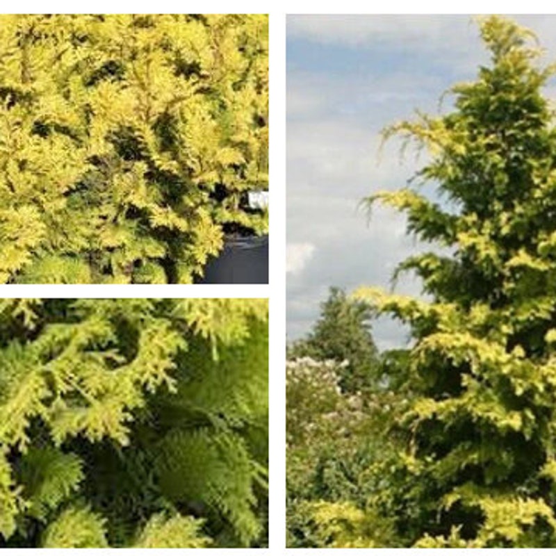 Dwarf Cypress - Etsy