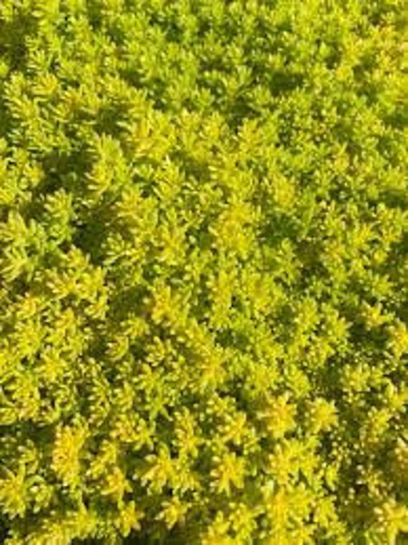 Sedum Japonicum 'tokyo Sun' Succulent Plant in 2' - Etsy