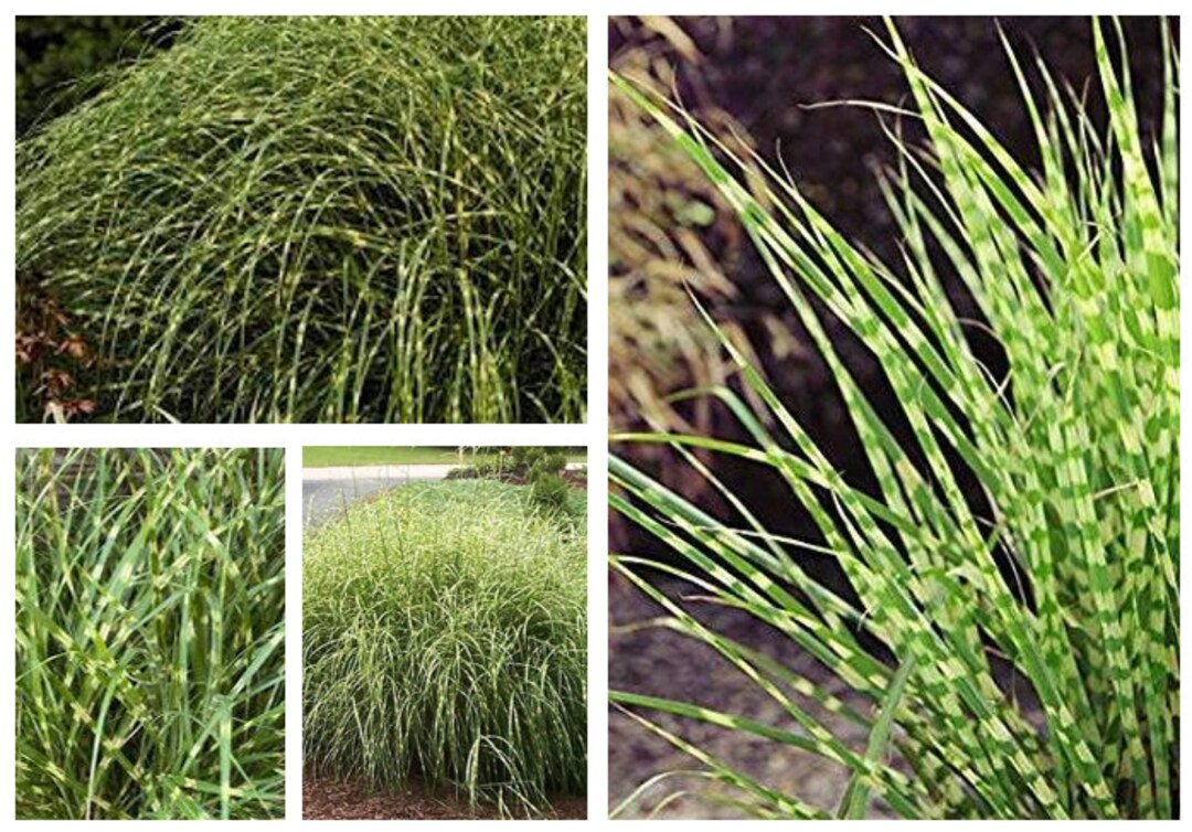 Little Zebra Dwarf Maiden Grass - 1 Live Plant - TLMAGIC - Etsy