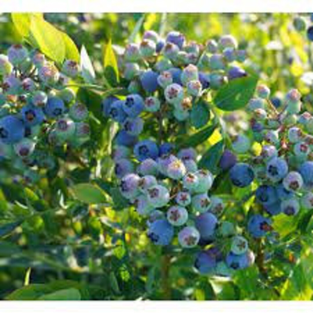 Mini Blues Blueberry Bush 1 Live Plant TLMAGIC - Etsy
