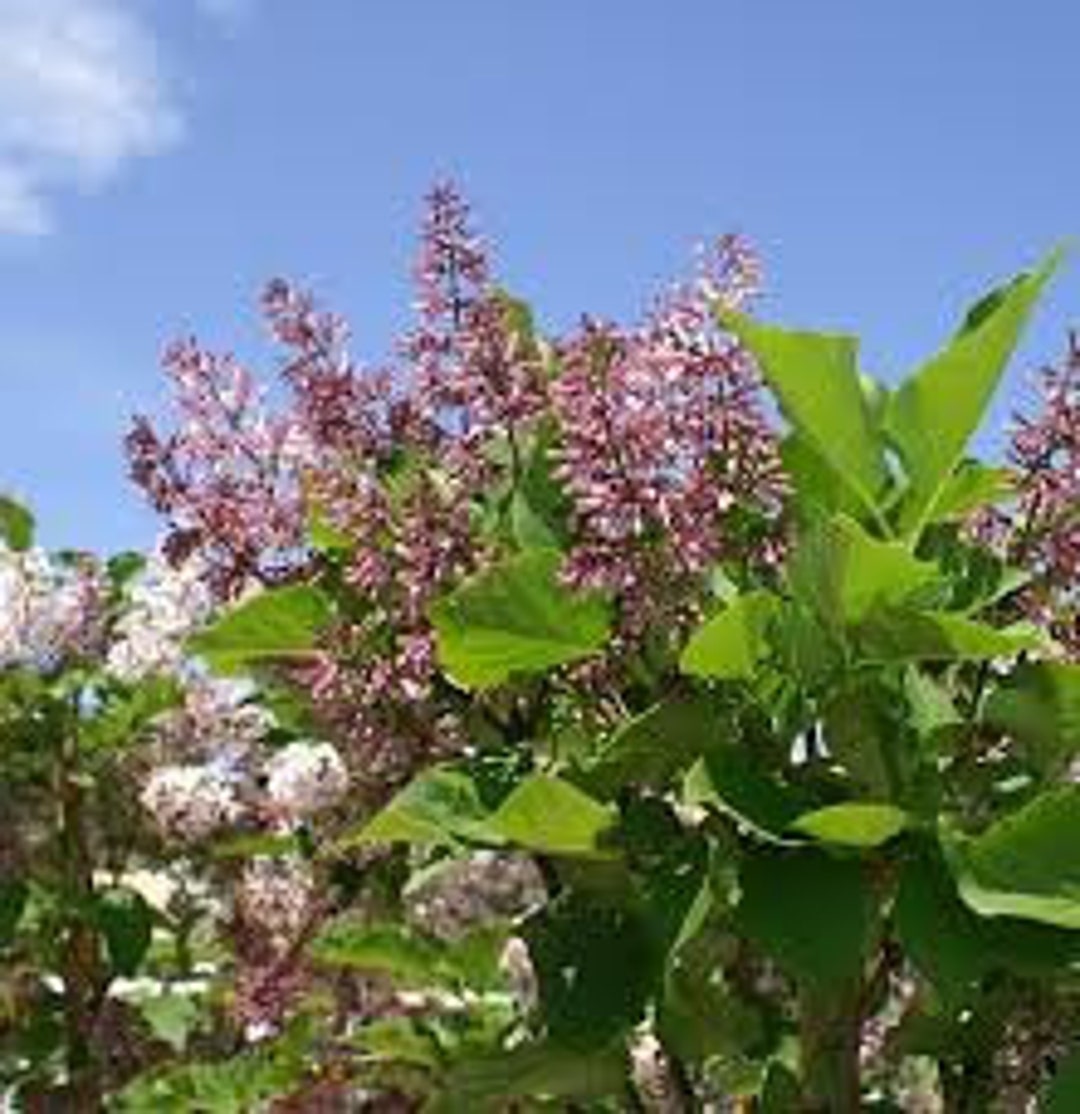 Miss Kim Manchurian Lilac 1 Live Plant TLMAGIC - Etsy