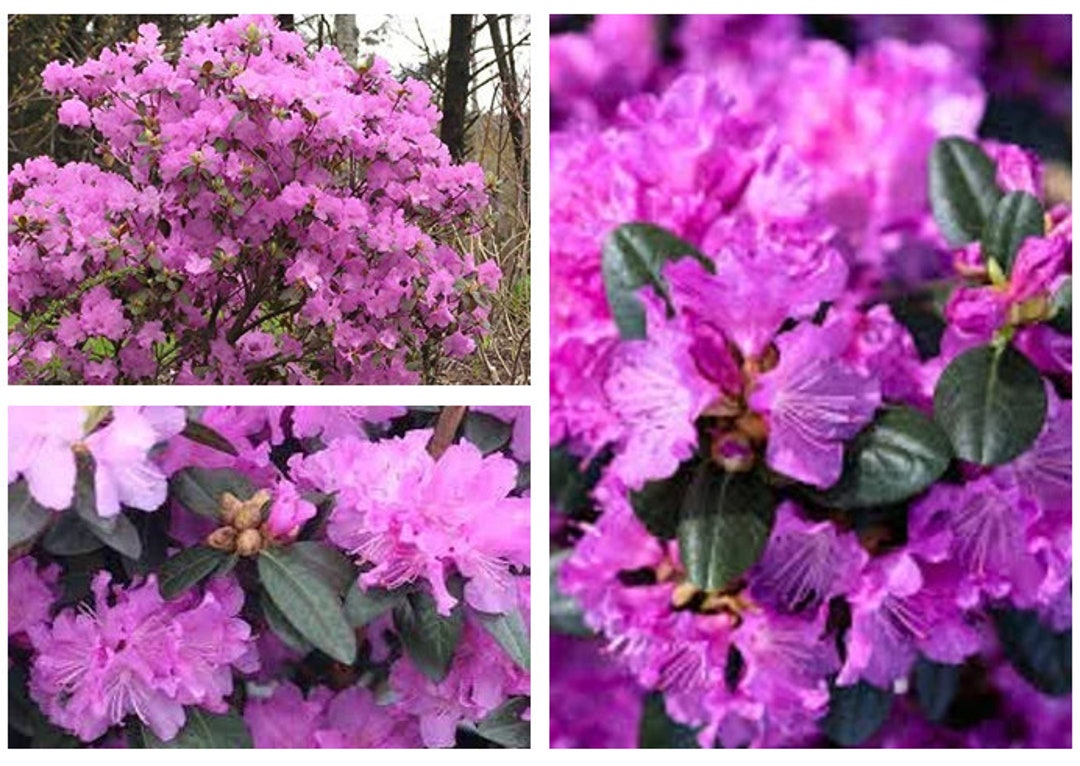 PJM Elite Lavender Rhododendron - 1 Live Plant - TLMAGIC - Etsy