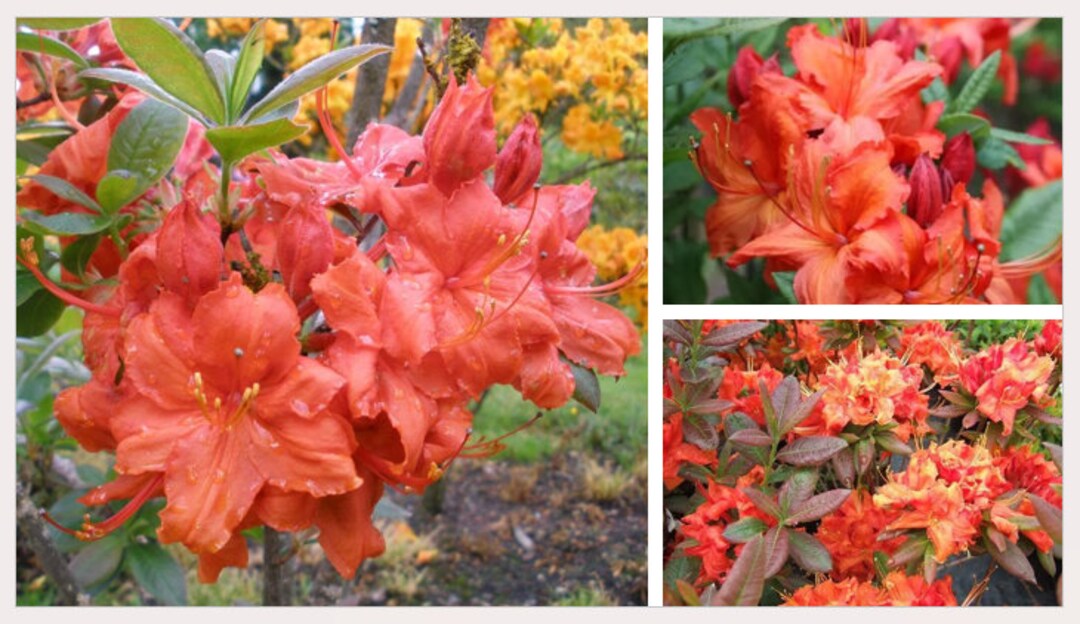 Fireball Deciduous Azalea - 1 Live Plant - TLMAGIC - Etsy