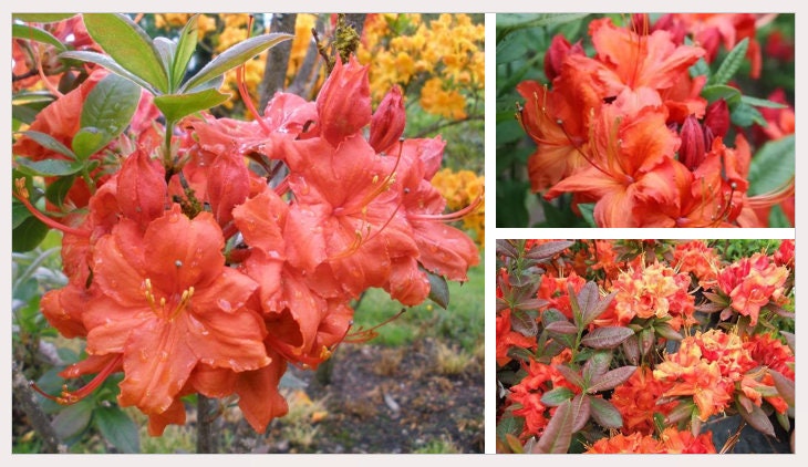 Fireball Deciduous Azalea 1 Live Plant TLMAGIC - Etsy