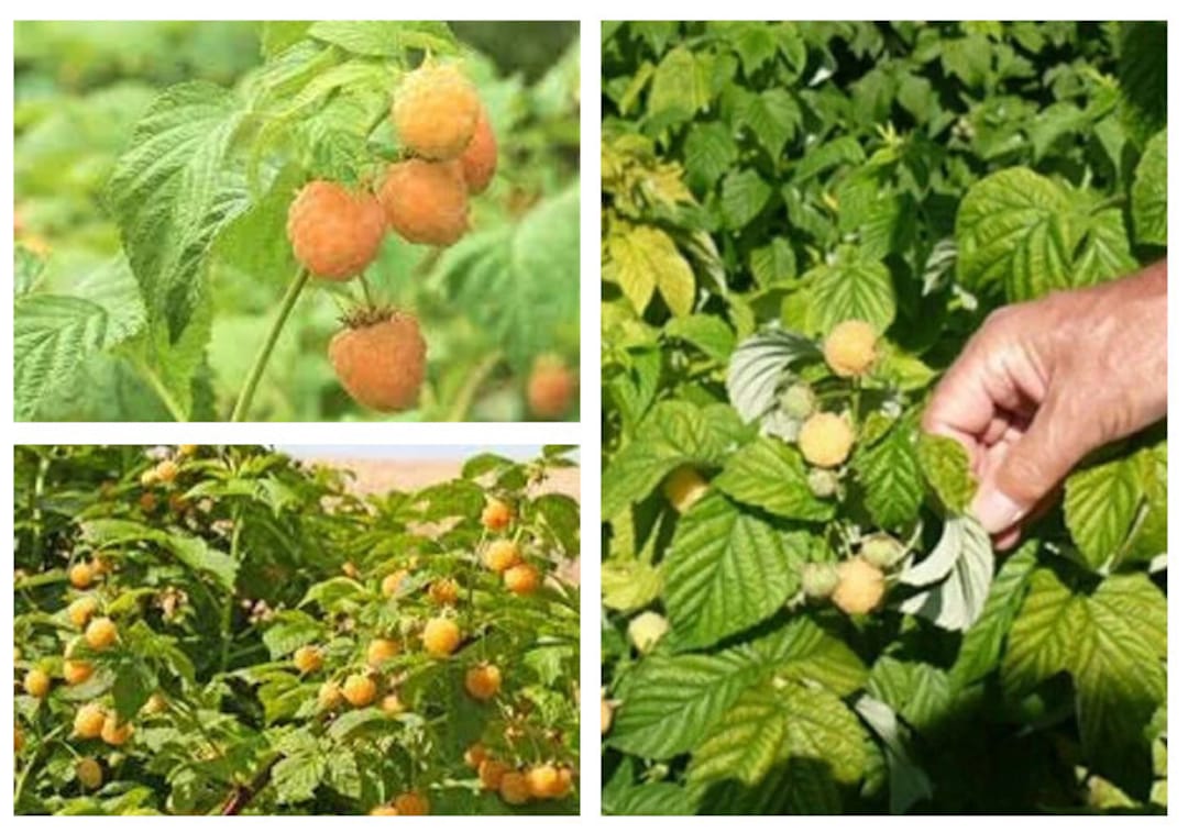 Cascade Gold Raspberry ( Rubus )- TLMAGIC - Etsy