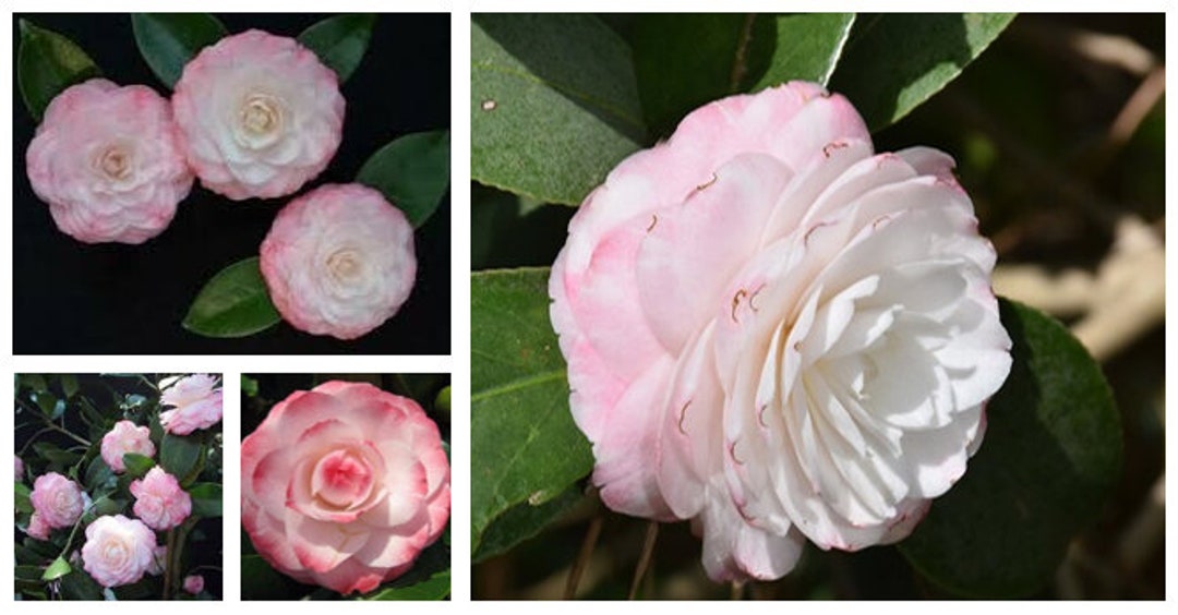 Grace Albritton Camellia Japonica - 1 Live Plant - TLMAGIC - Etsy