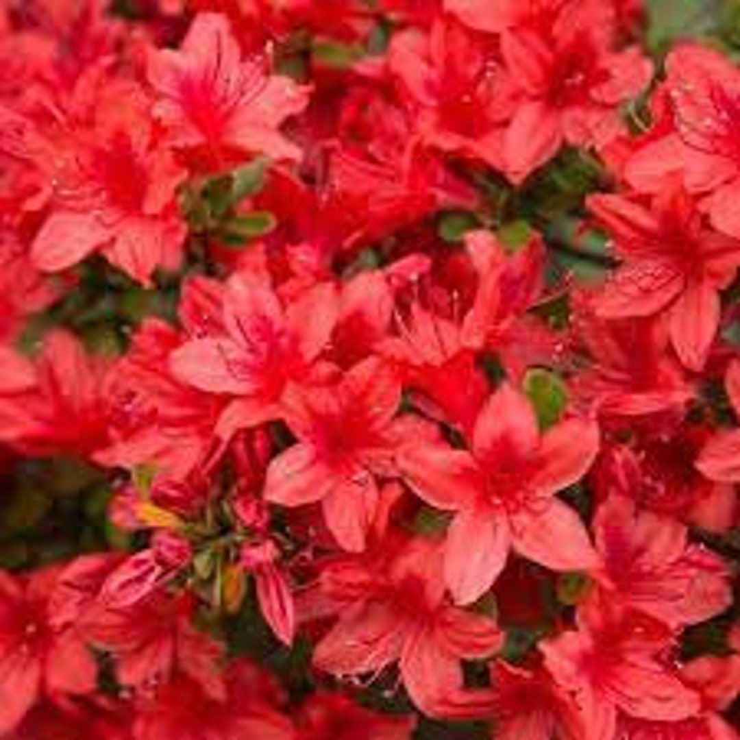 Red Formosa Azalea 1 Live Plant TLMAGIC - Etsy