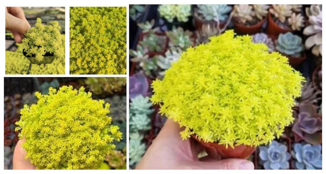 Sedum Japonicum 'tokyo Sun' Succulent Plant in 2' Pot - TLMAGIC - Etsy