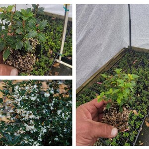 Fragrant Princess Dwarf Tea Olive - 1 Live Plant - TLMAGIC - Etsy