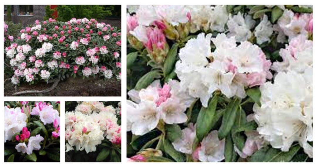 Yaku Princess Rhododendron - 1 Live Plant - TLMAGIC - Etsy