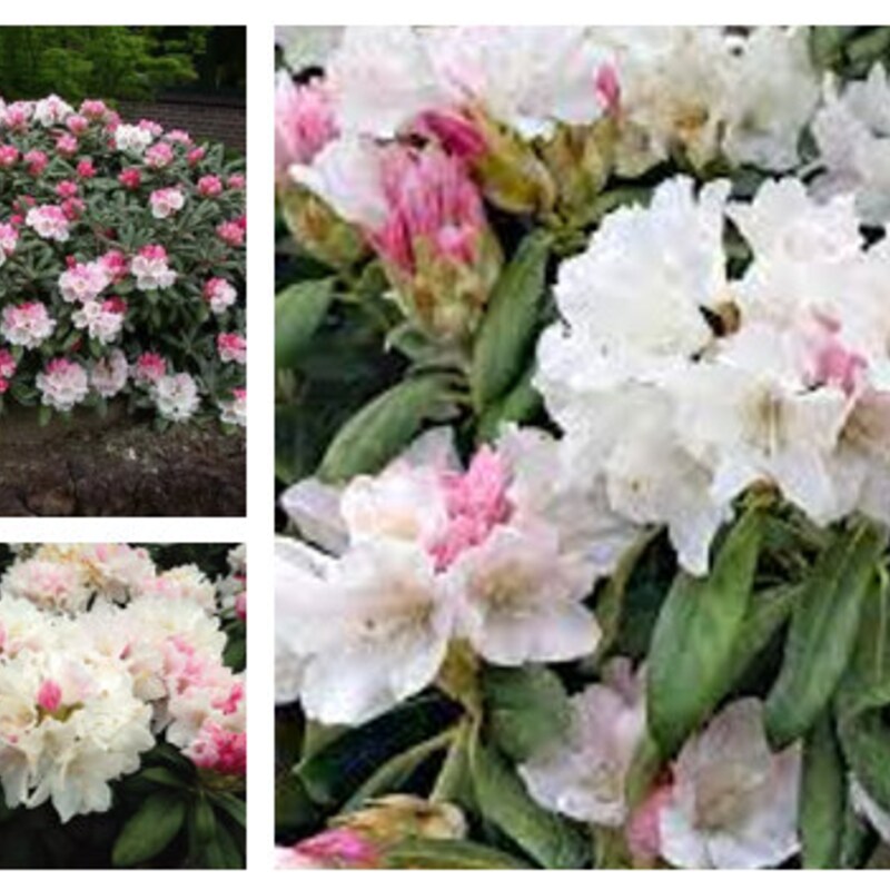 Rhododendron Live Plant - Etsy