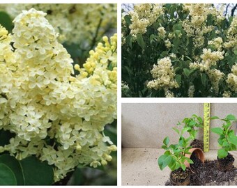 Syringa Vulgaris 'avalanche' Lilac White Flowering Lilac Live Plant 1 ...
