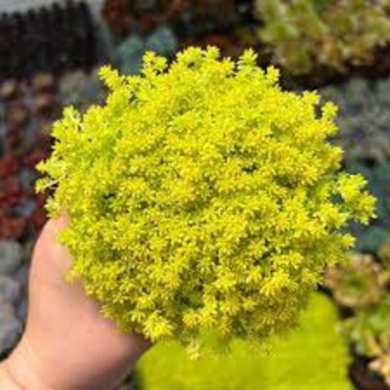 Sedum Japonicum 'tokyo Sun' Succulent Plant in 2' - Etsy
