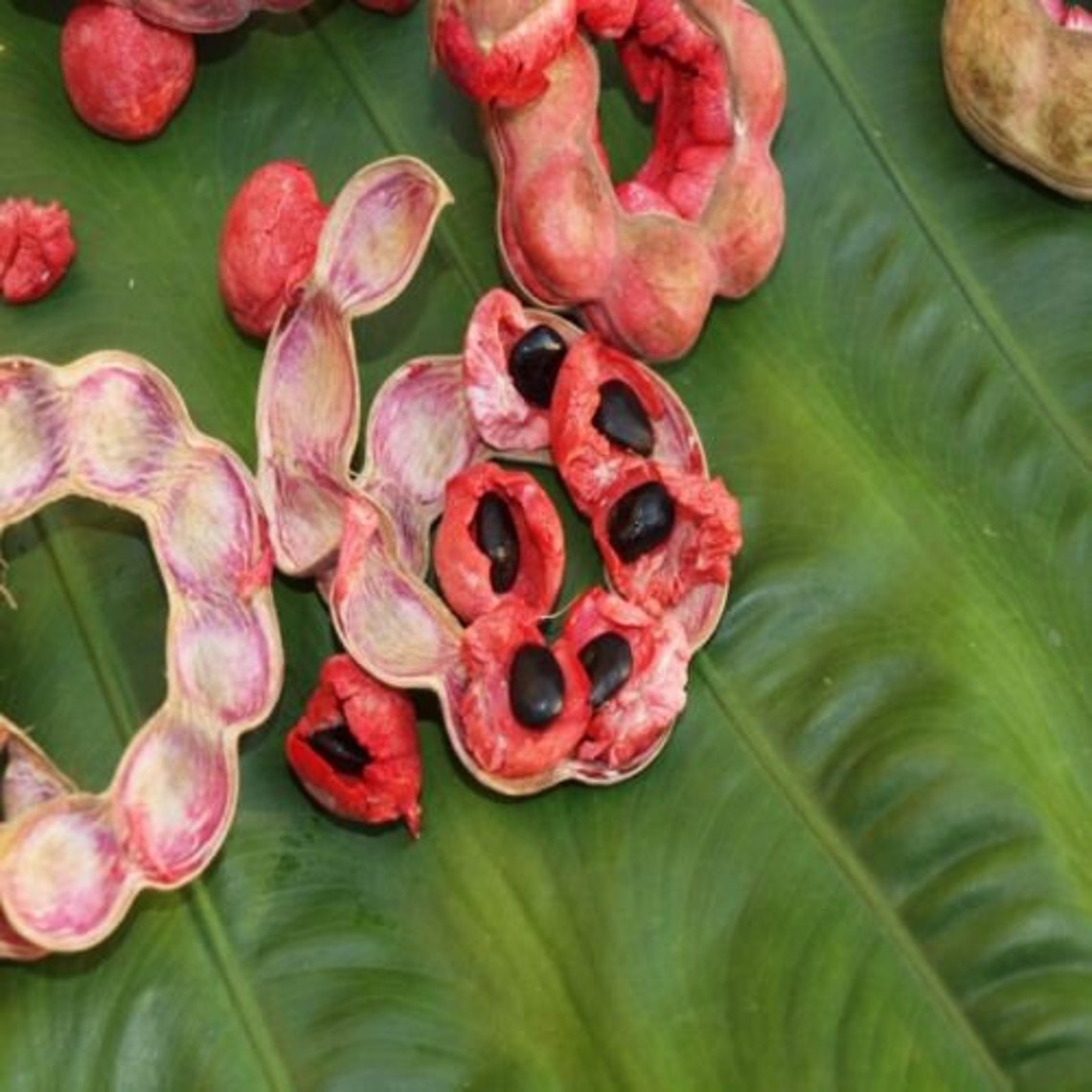 20 Seed Red Guamuchil Pithecellobium Dulce Tree Madras Thorn - Etsy