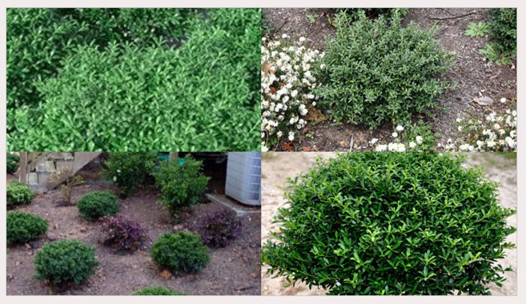 Soft Touch Dwarf Japanese Holly - 1 Live Plant - TLMAGIC - Etsy
