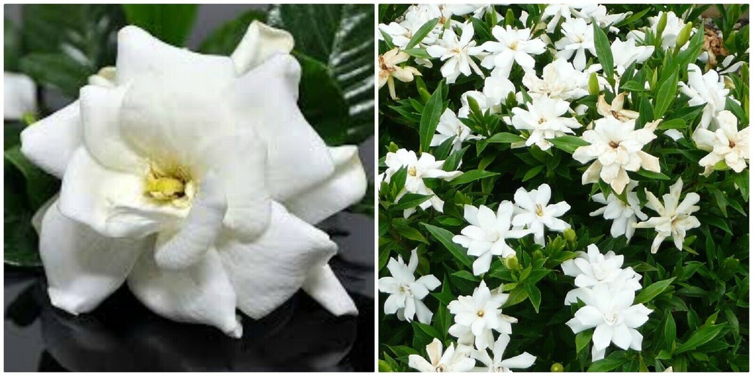 Live Plant Frost Proof Gardenia - TLMAGIC - Etsy