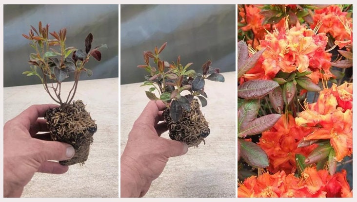 Fireball Deciduous Azalea 1 Live Plant TLMAGIC - Etsy