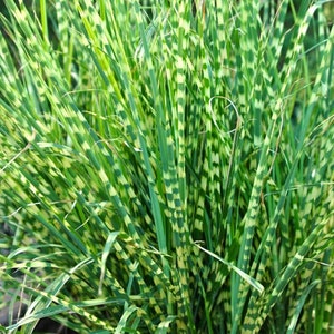 Little Zebra Dwarf Maiden Grass 1 Live Plant TLMAGIC - Etsy