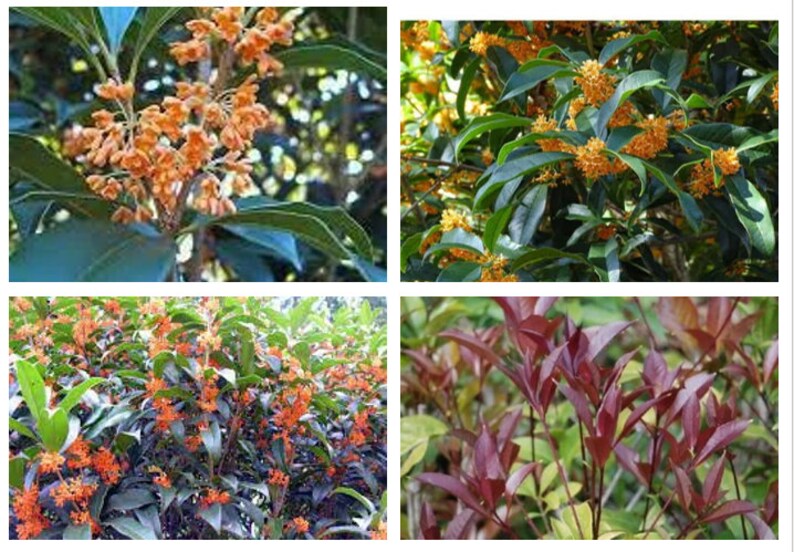 Apricot Echo Orange Tea Olive - 1 Live Plant - TLMAGIC - Etsy