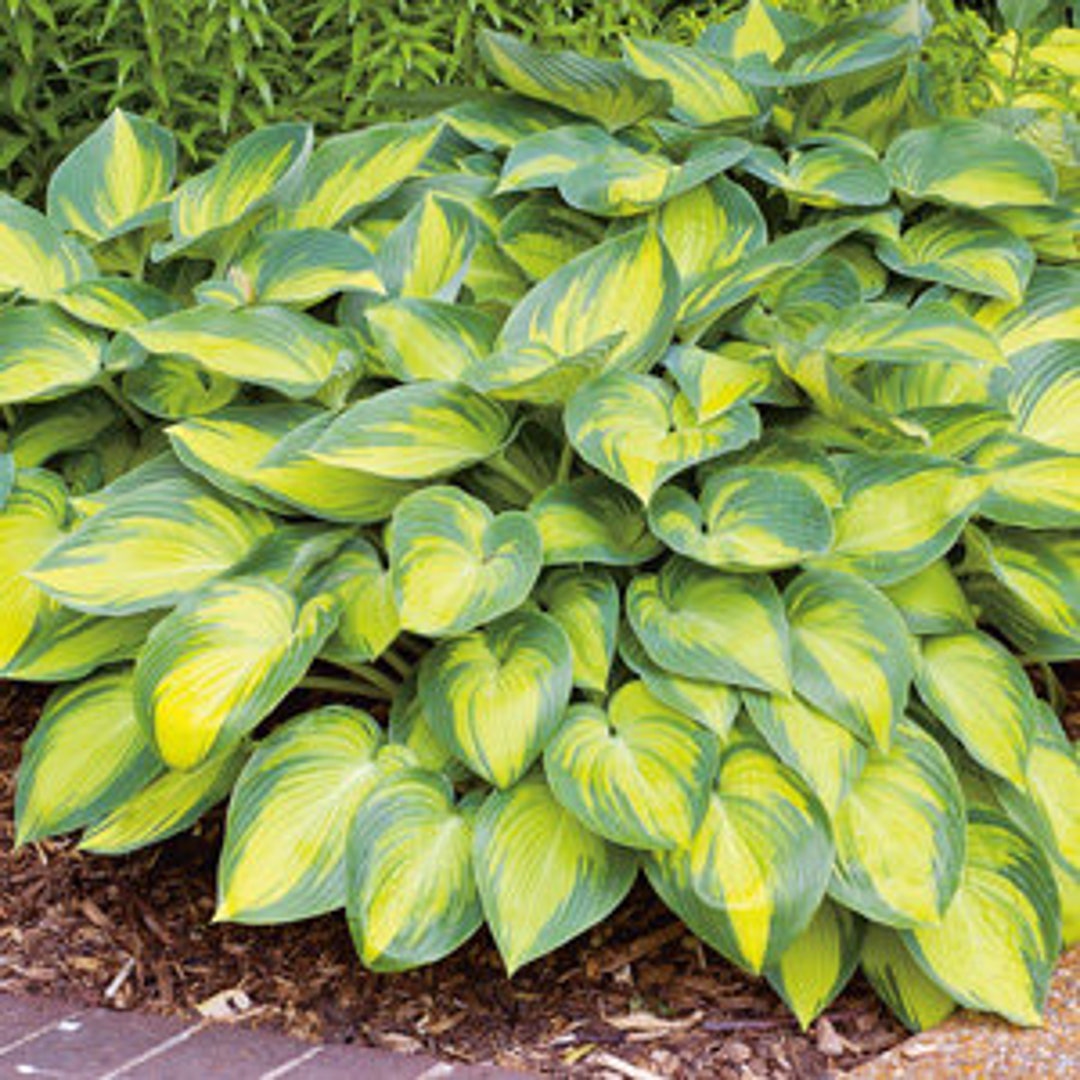 June Variegated Hosta 1 Live Plant TLMAGIC - Etsy