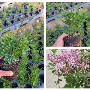 Red Pixie Lilac - 1 Live Plant - TLMAGIC - Etsy