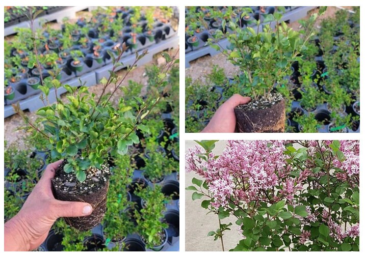 Red Pixie Lilac - 1 Live Plant - TLMAGIC - Etsy