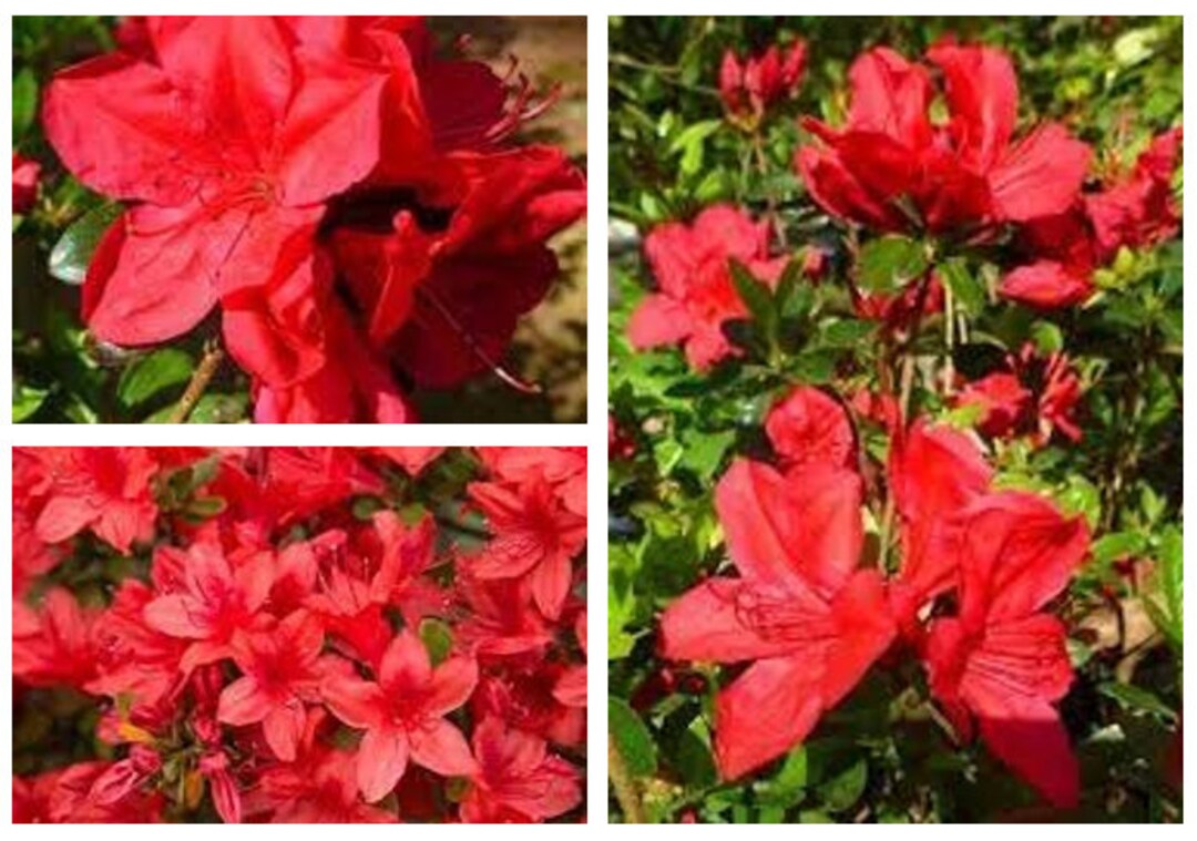Red Formosa Azalea - 1 Live Plant- TLMAGIC - Etsy