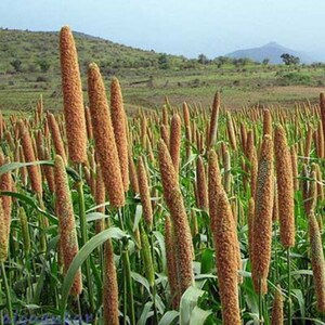 Pearl Millet Bajra 2 Lb Pennisetum Glaucum, Bulrush, Cattail, Spiked ...