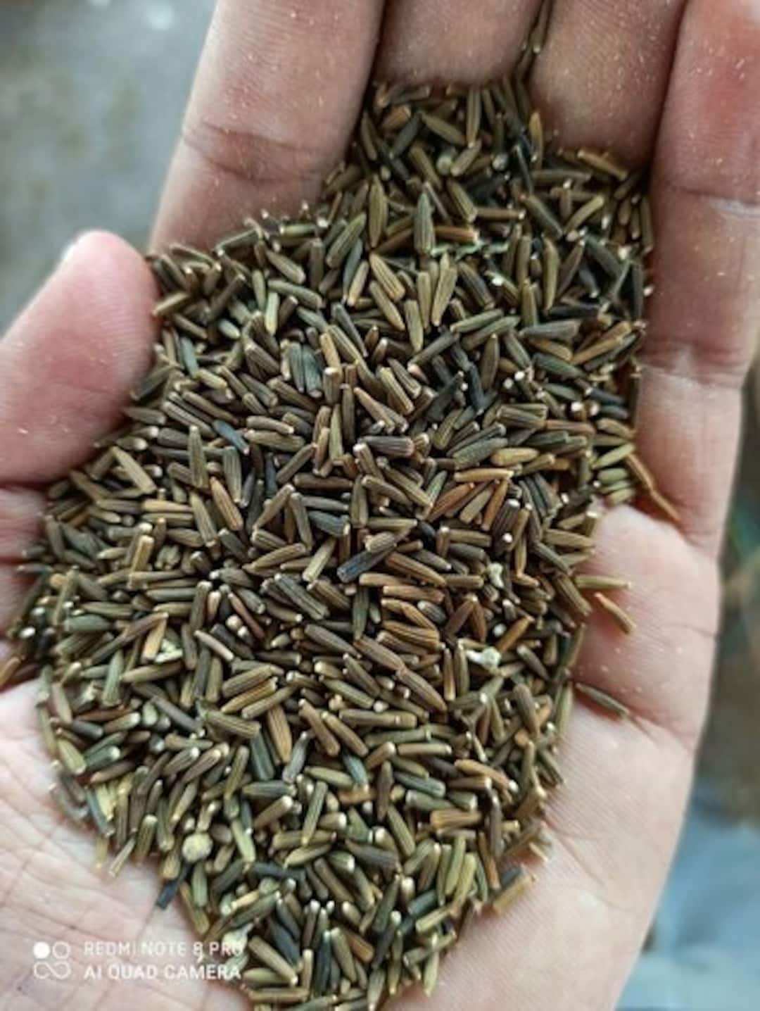 Comino amargo, Kalijiri, Kali Jeeri, Kashmiri Jeera, Shahi Jeera ...