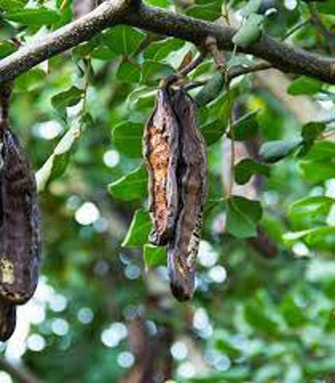 Locust Beans Netetou Seeds Sumbala Iru Dawadawa Dawa - Etsy