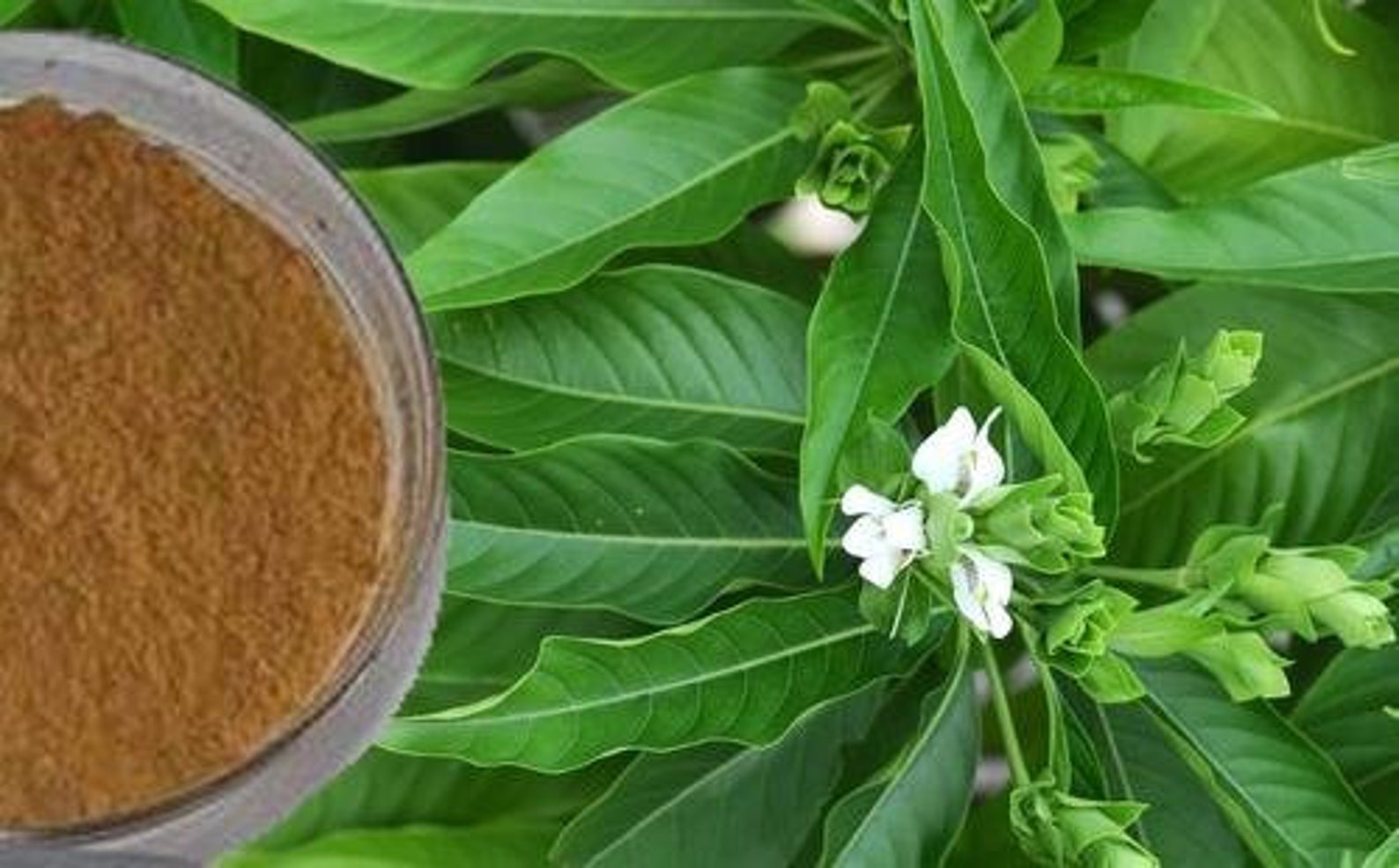 Adusa Vasaka Adhatoda Powder Malabar Nut Justicia Adhatoda | Etsy