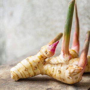 Galanga Slices, Dry Galangal, Galangale, Laos Blue Ginger, Kulanjan ...