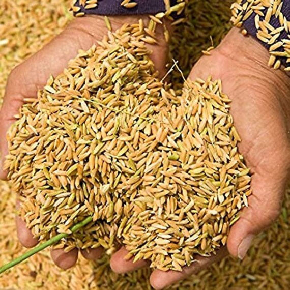 Rice Whole Seeds Germinate Seeds Raw Unfinished Rice Brown - Etsy