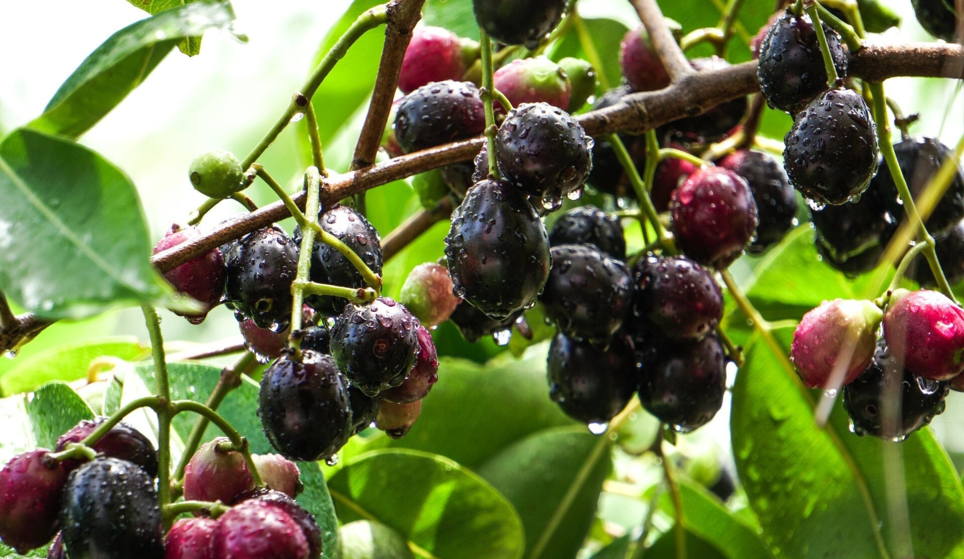 Java Plum Seeds