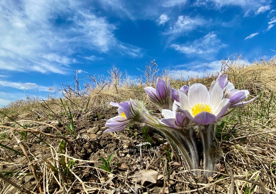 Prairie Crocus