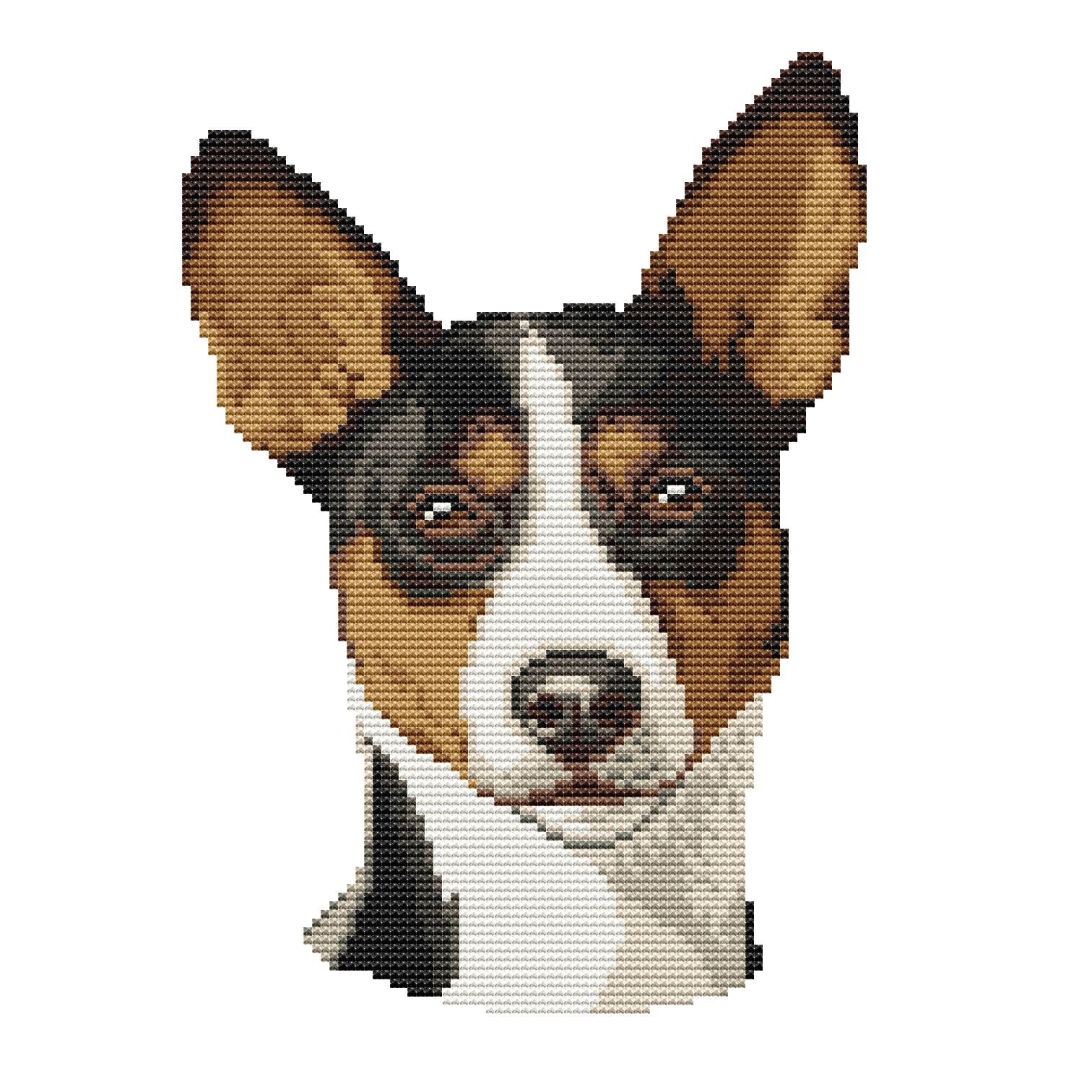 Basenji Tricolor Mix