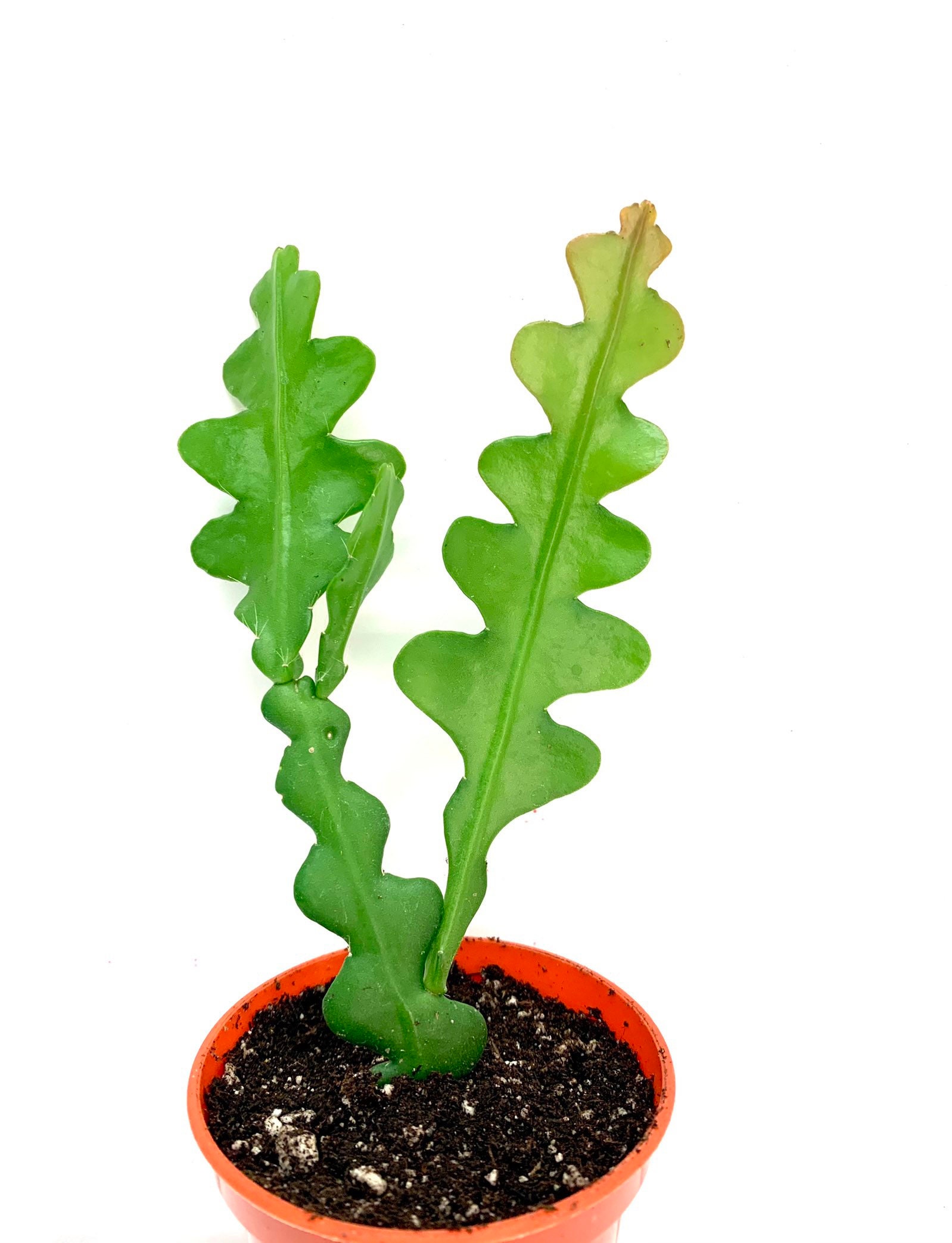 Disocactus anguliger 3\u201d Pot Rooted Divisions Home & Living Home ...